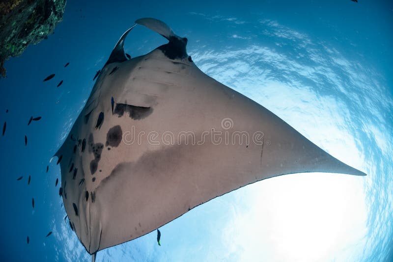 Mantarochen Bei Hin Daeng in Thailand Stockbild - Bild von blau, grau ...