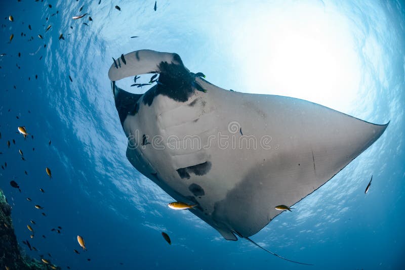 Mantarochen Bei Hin Daeng in Thailand Stockbild - Bild von blau, grau ...