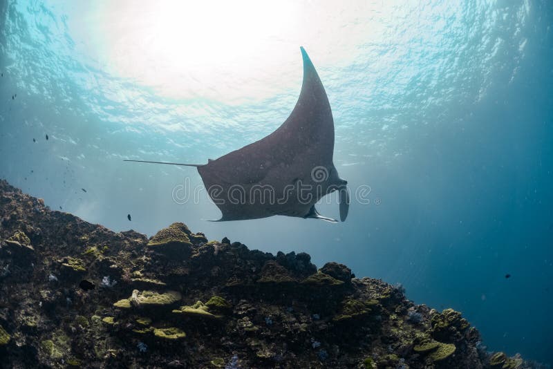 Mantarochen Bei Hin Daeng in Thailand Stockbild - Bild von blau, grau ...