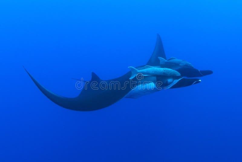 Mantarochen Bei Socorro Island, Mexiko Stockbild - Bild von boot ...