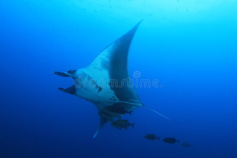 Mantarochen Bei Socorro Island, Mexiko Stockbild - Bild von boot ...