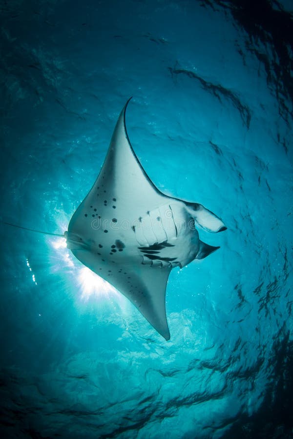 Mantarochen - Manta Alfredi Stockbild - Bild von tauchen, biodiversität ...