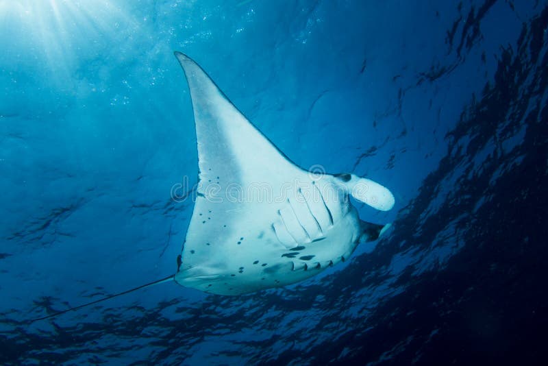 Mantarochen - Manta Alfredi Stockfoto - Bild von lebewesen, gebläse ...