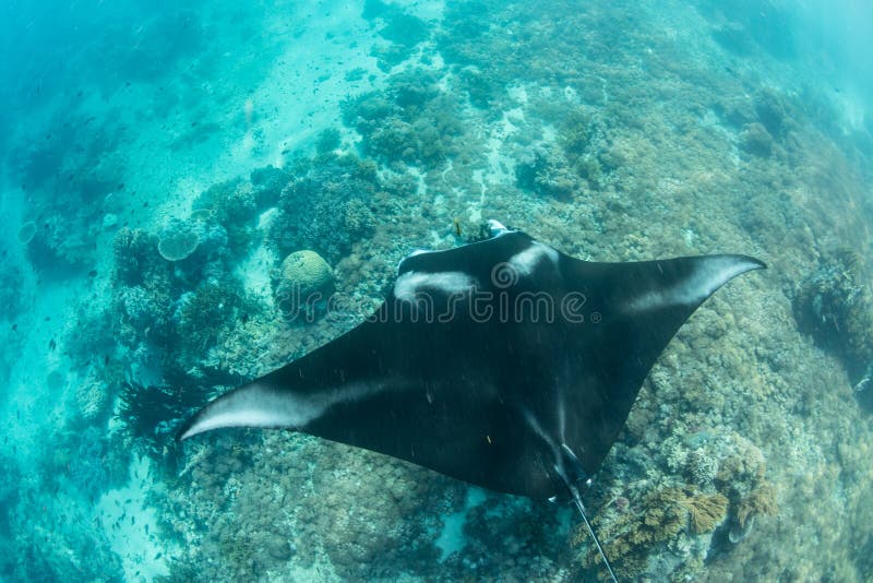 Mantarochen Und Coral Reef in Raja Ampat Stockfoto - Bild von ...