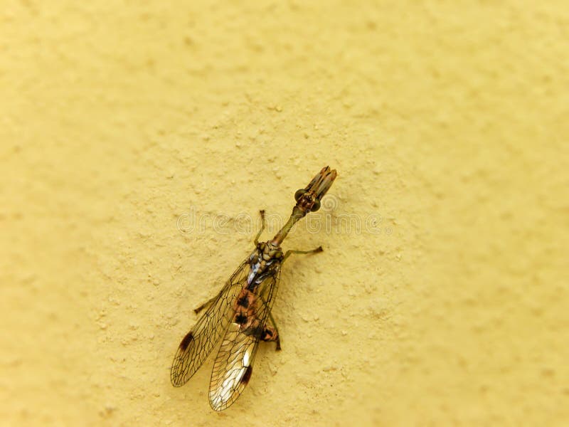 Mantid Fly stock image. Image of mantis, southern, mantispidae - 46052183