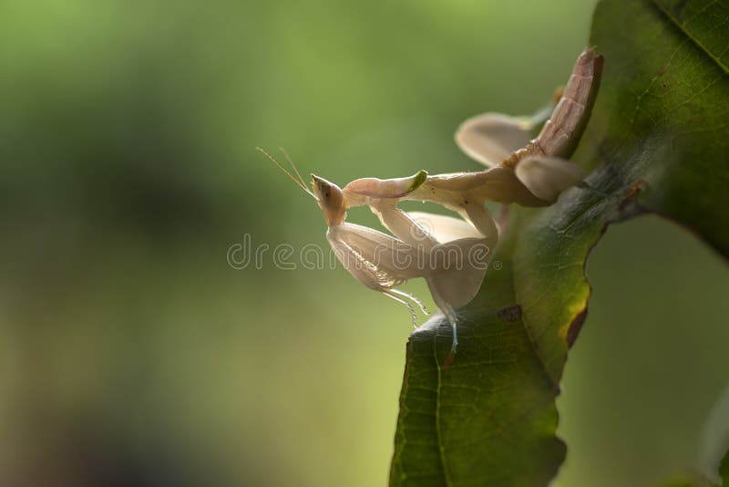 Mantide Bianco Dell'orchidea Fotografia Stock - Immagine di rosa ...