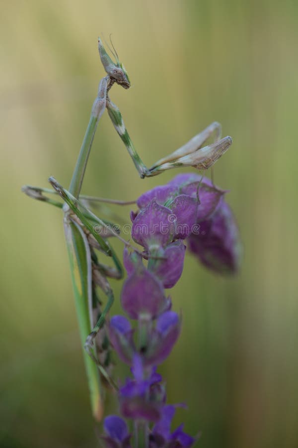 Mantide sulla pianta fotografia stock. Immagine di imitazione - 60436954