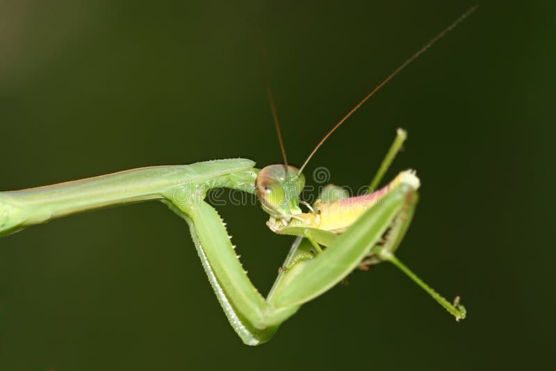Angry mantis stock image. Image of catching, attack, mantis - 21095369