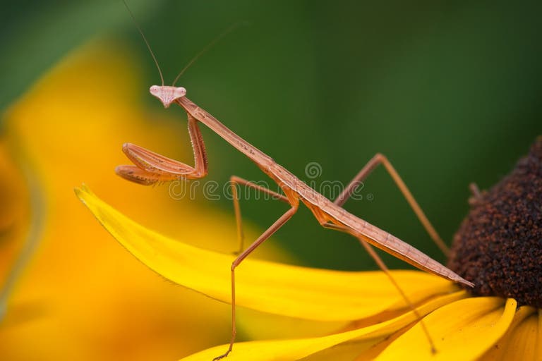 1,100 Mantis Bugs Stock Photos - Free & Royalty-Free Stock Photos from ...
