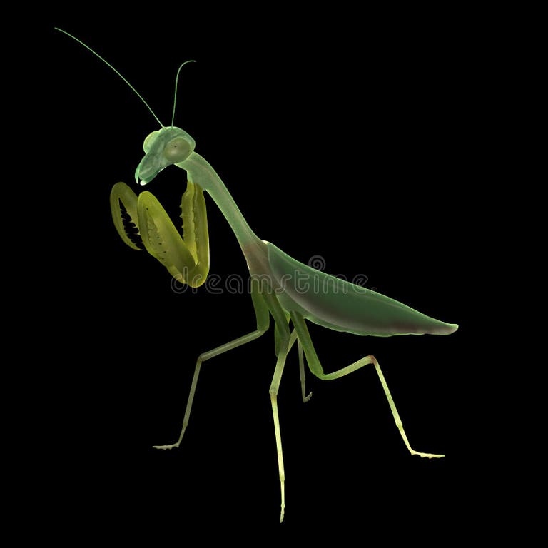 Mantis Religiosa Stock Stock Illustrations – 112 Mantis Religiosa Stock ...