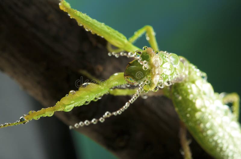 Mantis image stock. Image du carnassier, bouche, ornemental - 10595005