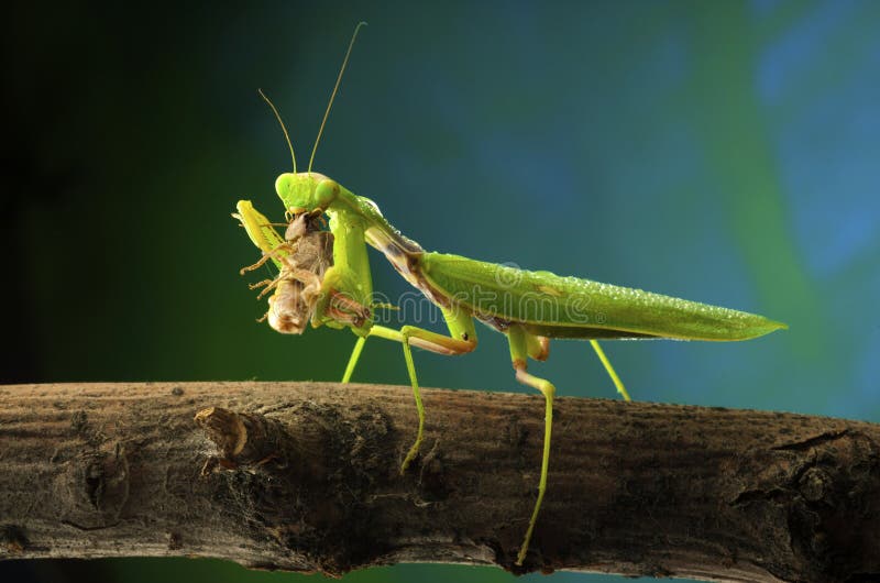 Mantis stock image. Image of nature, hunting, mantis - 10595035