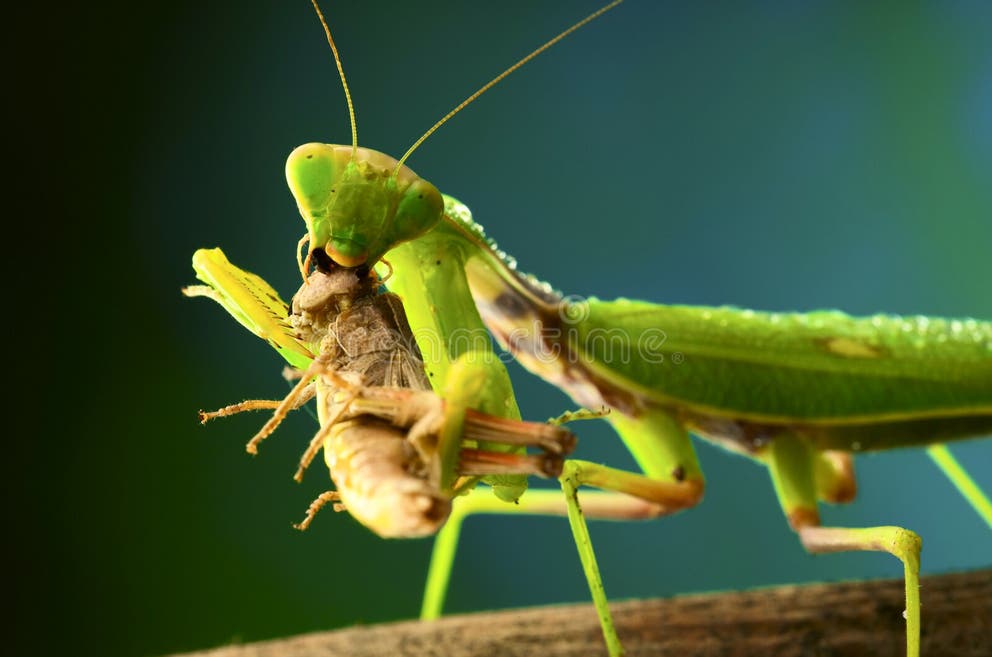 Mantis stock image. Image of animals, formal, aggression - 10595057