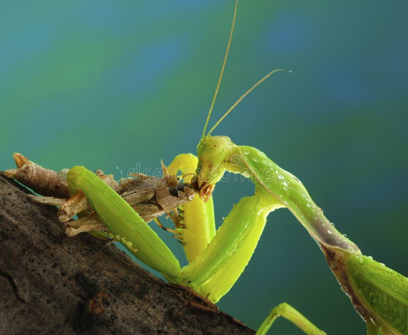 Mantis stock image. Image of nature, hunting, mantis - 10595035