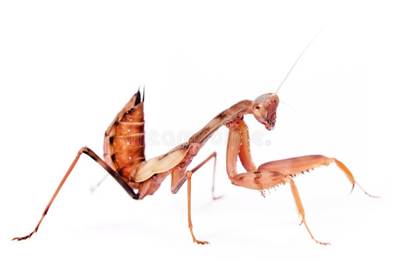 Mantis stock image. Image of close, alive, insect, background - 12102253