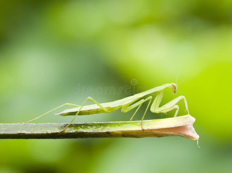 Mantis stock image. Image of danger, animal, antenna - 12504735