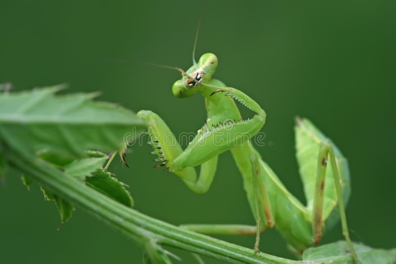 Mantis catching katydid stock image. Image of macro, wildlife - 5224041