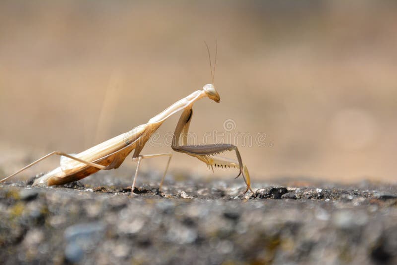 Mantis imagen de archivo. Imagen de salvaje, blanco - 157560495