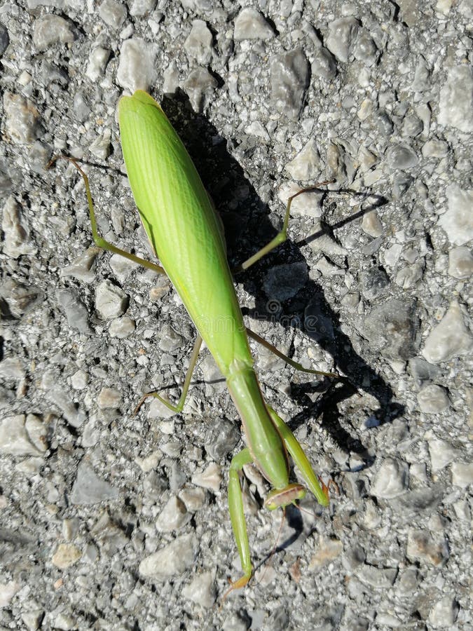 Mantis imagen de archivo. Imagen de grande, predicador - 159189925