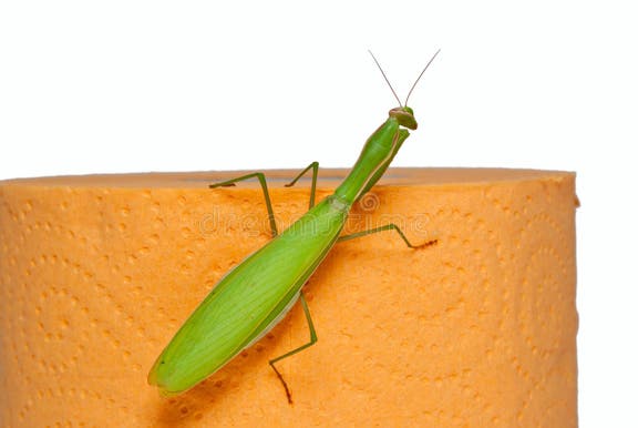 Mantis stock photo. Image of antenna, insect, carnivore - 16037816