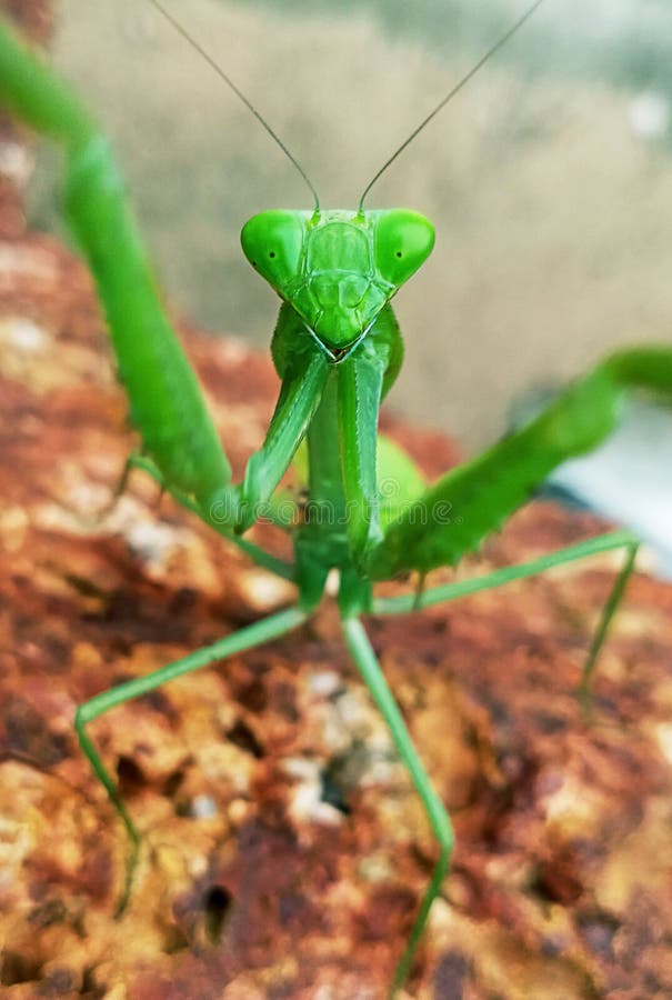 The Praying Mantis. Blur Background. Stock Photo - Image of wild ...
