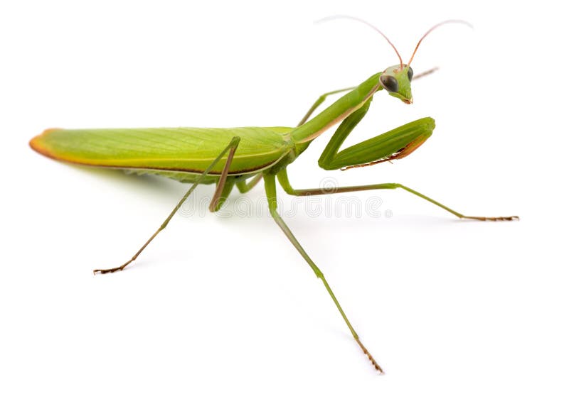 Praying mantis stock image. Image of predator, alive - 34413903