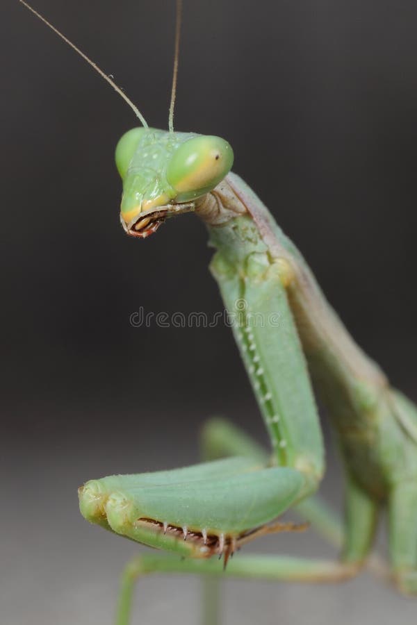 Mantis stock photo. Image of nature, animal, garden, fish - 20749888
