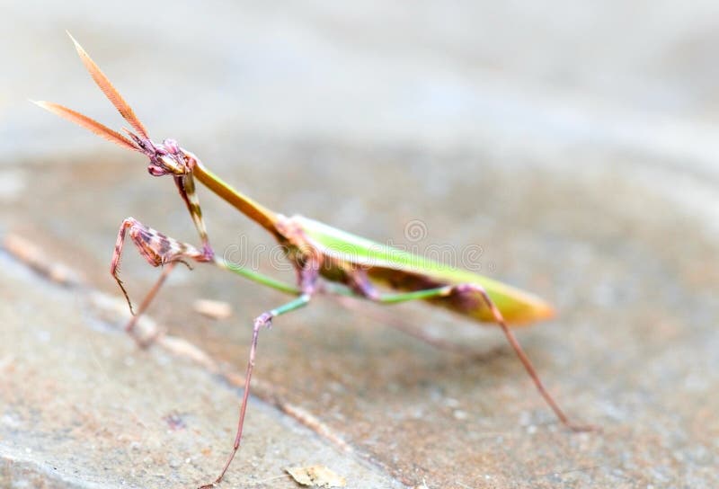 Mantis stock image. Image of insect, forelegs, close - 20974311