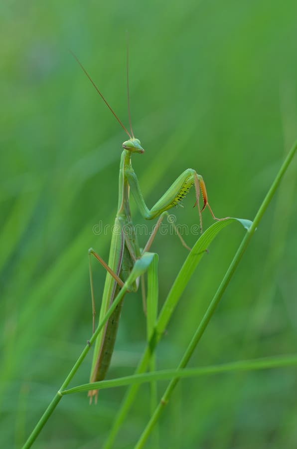 Mantis stock photo. Image of wild, green, predator, rapid - 21171824