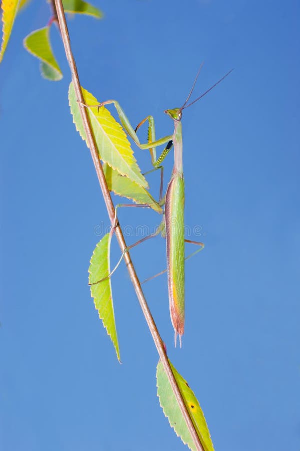 Mantis stock photo. Image of antenna, carnivore, insect - 21772934