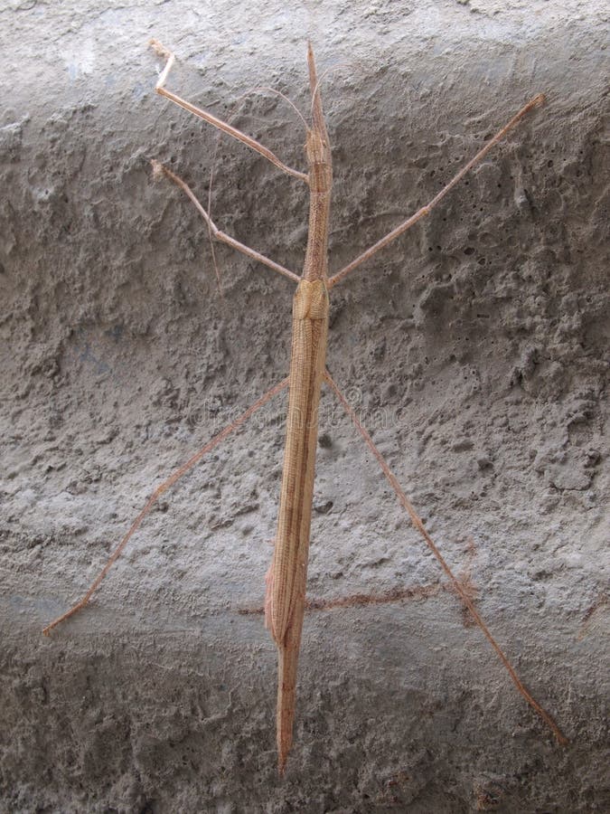 Mantis stock image. Image of fauna, praying, grey, nature - 23912357