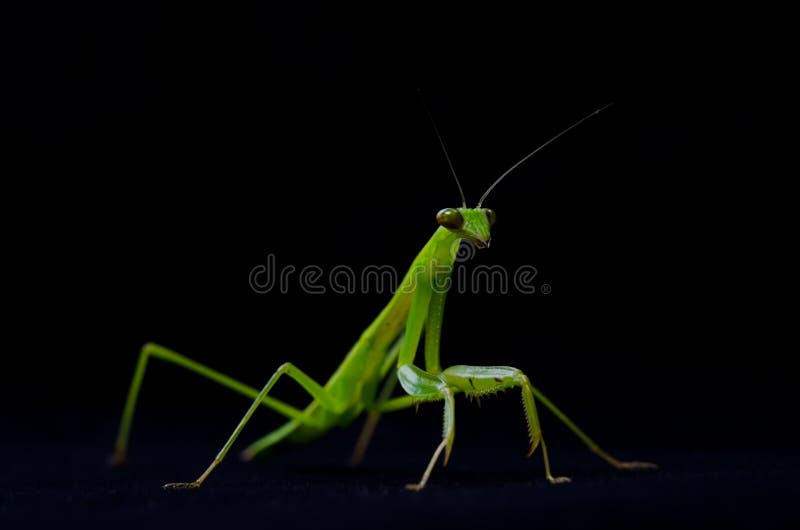 Mantis stock photo. Image of praying, locust, mantis - 25712048