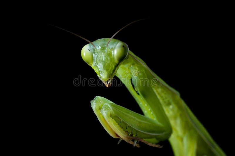 Mantis stock image. Image of macro, face, mantis, closeup - 2592381
