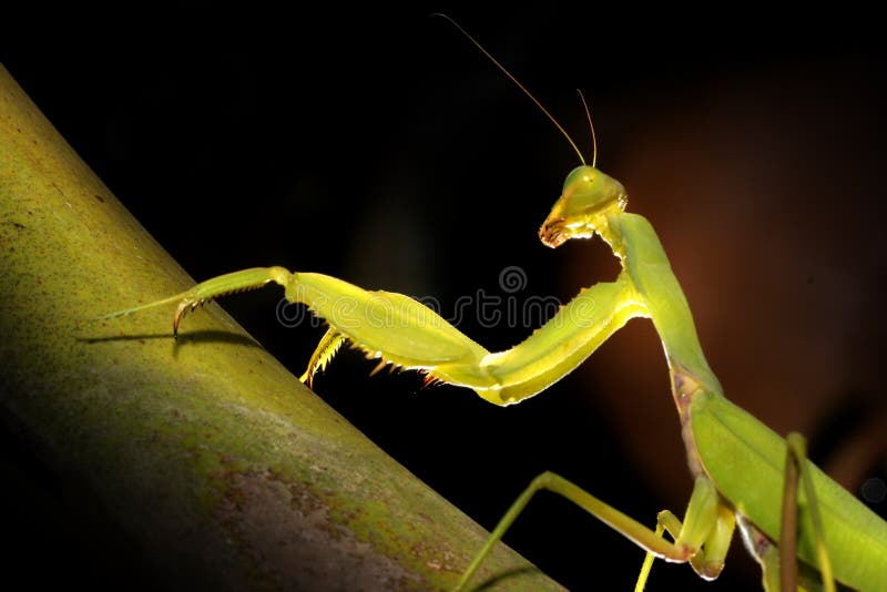 Dragonfly stock photo. Image of macro, body, species, rest - 1056858
