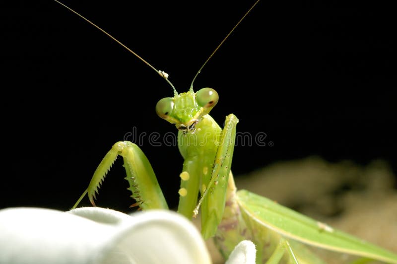 Mantis stock photo. Image of close, macro, stare, aridifolia - 7159000