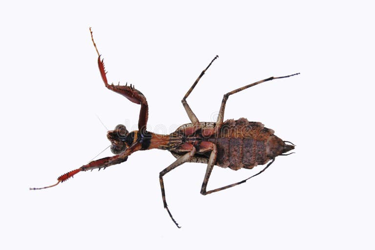 Mantis Back Side Stock Photos - Free & Royalty-Free Stock Photos from ...