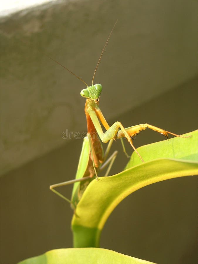 567 Sinensis Mantis Stock Photos - Free & Royalty-Free Stock Photos ...