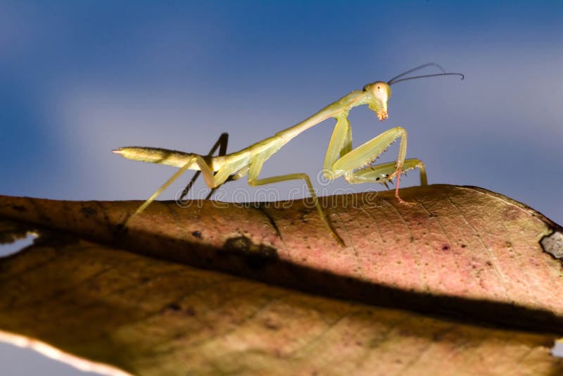 Mantis stock image. Image of entomology, deep, insect - 8409847