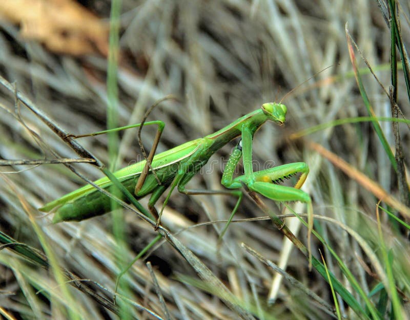 Mantis Amid Dry Grass, Close-up Stock Image - Image of macro, fauna ...