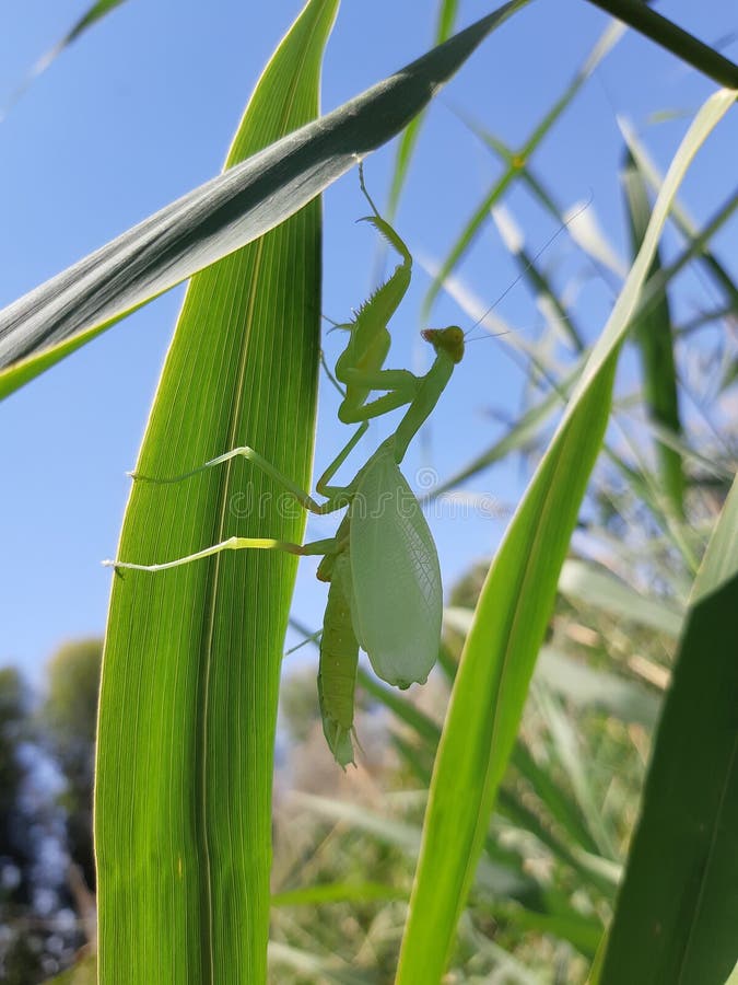 Big Green Mantis on the Leaf Stock Photo - Image of tropical, species ...
