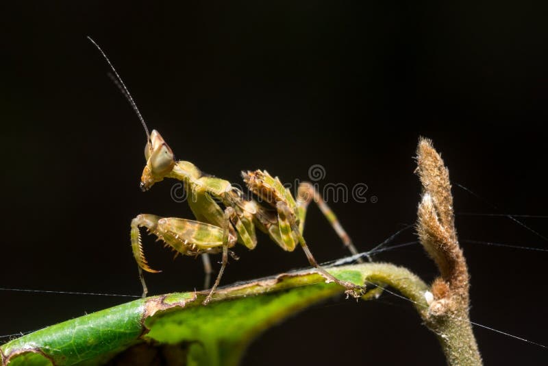 113 Mantis Compound Eye Stock Photos - Free & Royalty-Free Stock Photos ...