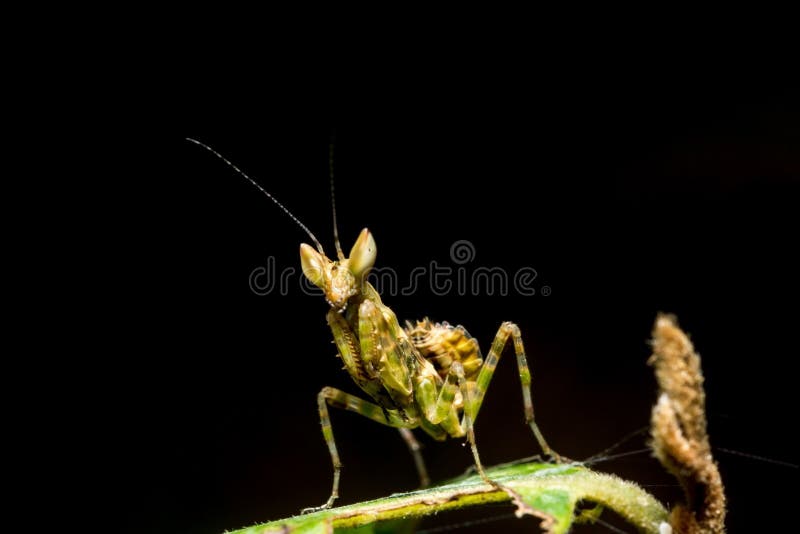 113 Mantis Compound Eye Stock Photos - Free & Royalty-Free Stock Photos ...
