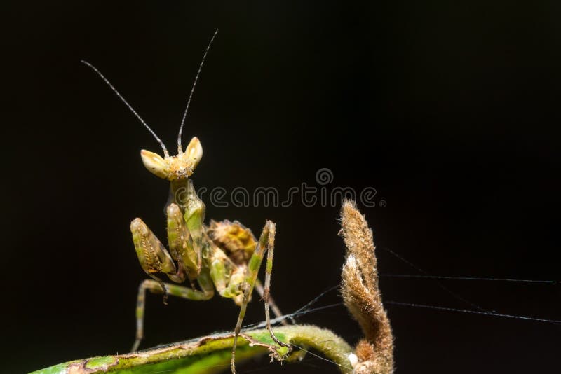 113 Mantis Compound Eye Stock Photos - Free & Royalty-Free Stock Photos ...