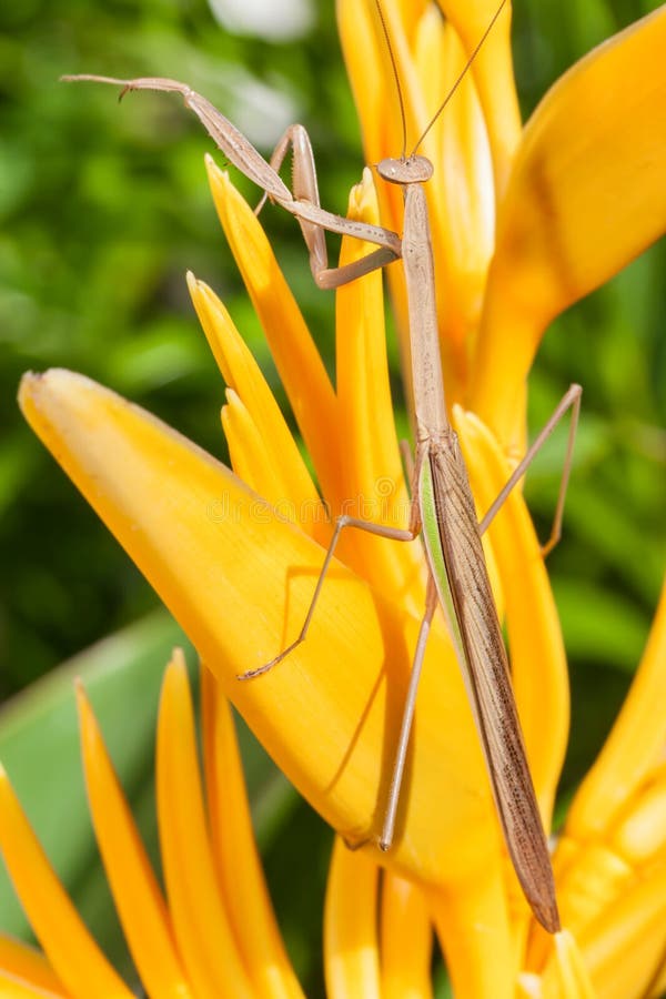 The Mantis stock photo. Image of insect, animal, mantid - 32026388