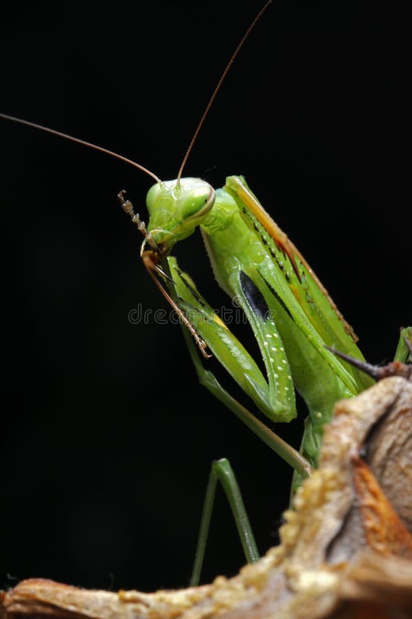 Mantis close-up stock image. Image of sanitation, mantis - 149674365