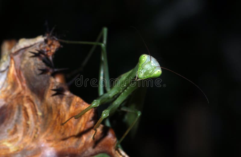 Mantis close-up stock image. Image of close, green, mantis - 149674367