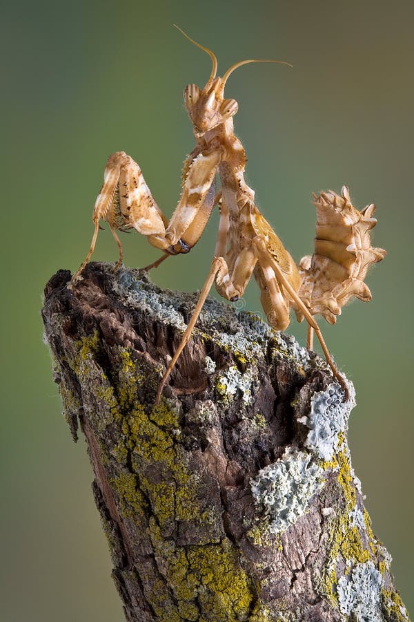 Spiny mantis 8 stock image. Image of macro, wildlife, animal - 3826663