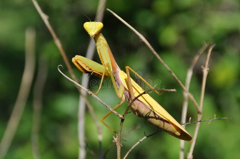 Mantis on the branch stock photo. Image of wildlife - 208374388