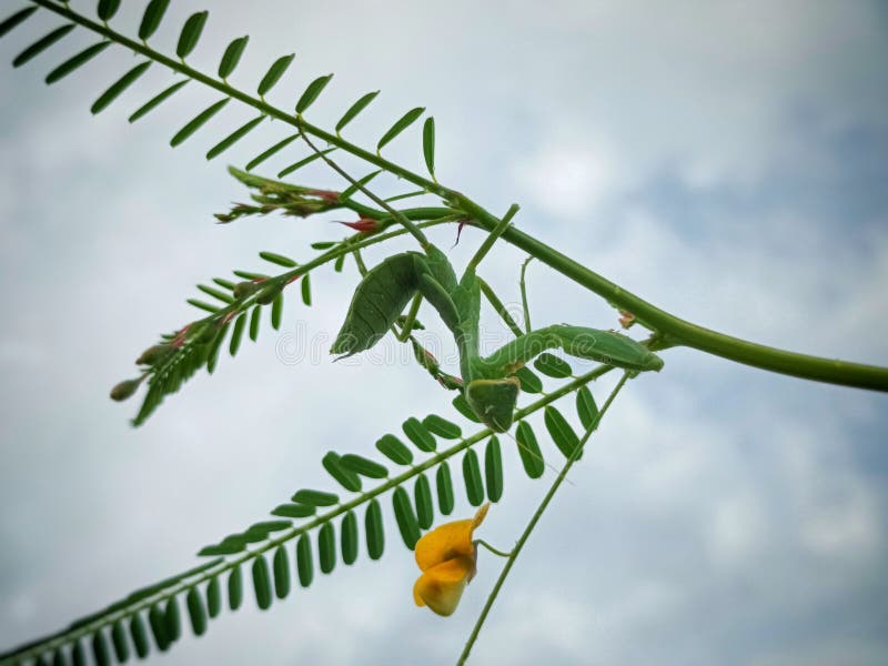 Mantis on a Branch of Flowering Grass. Stock Image - Image of ...