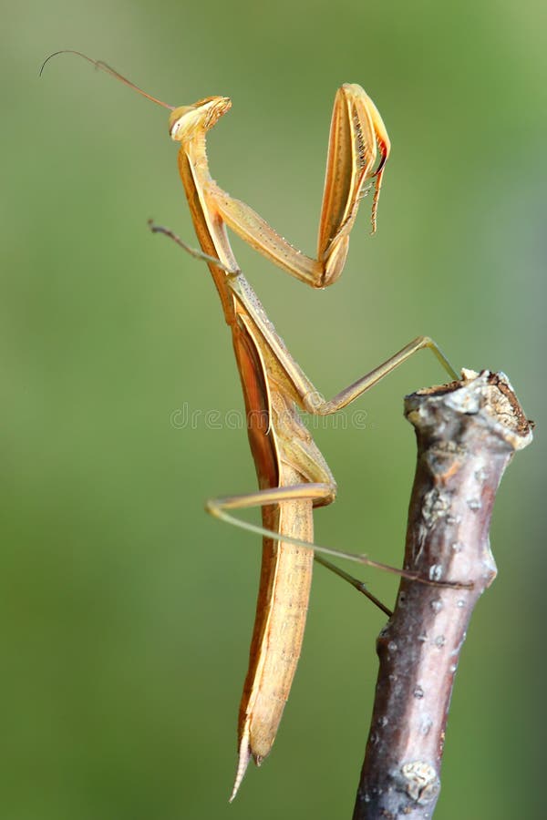 Mantis on Branch of Tree - Macro Stock Photo - Image of invertebrate ...